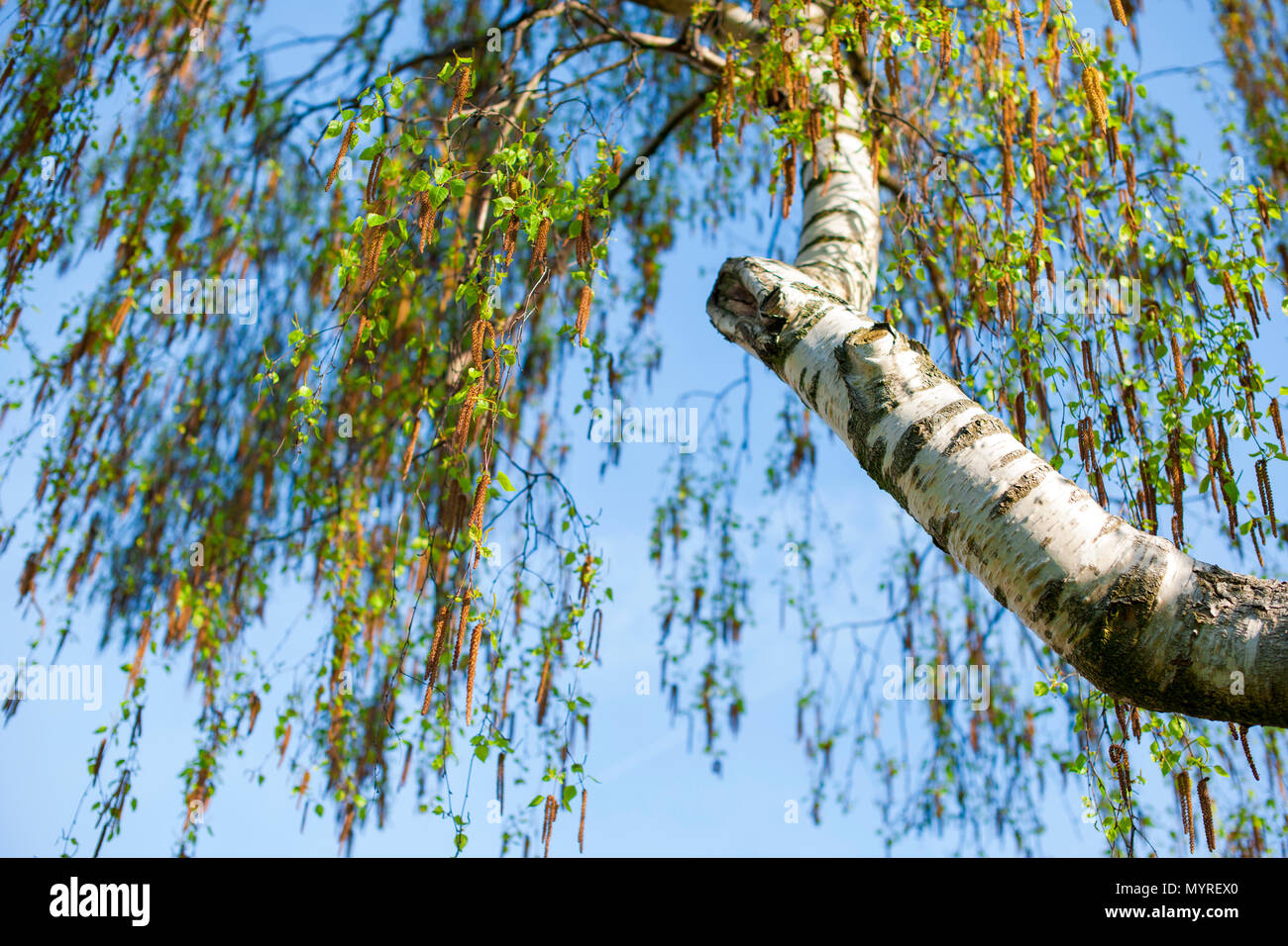 Beautiful branches birch trees hi-res stock photography and images - Alamy