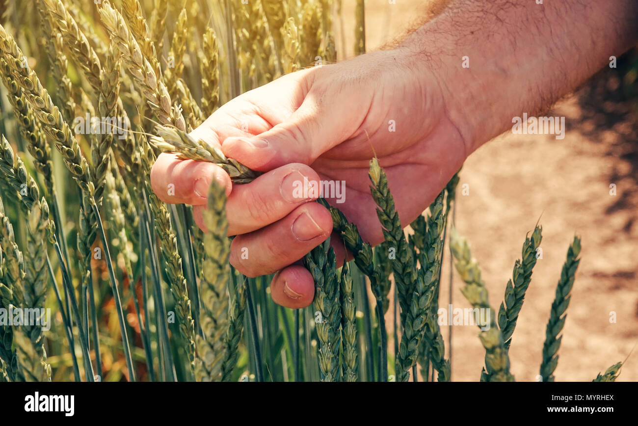 Hulled Wheat High Resolution Stock Photography and Images - Alamy