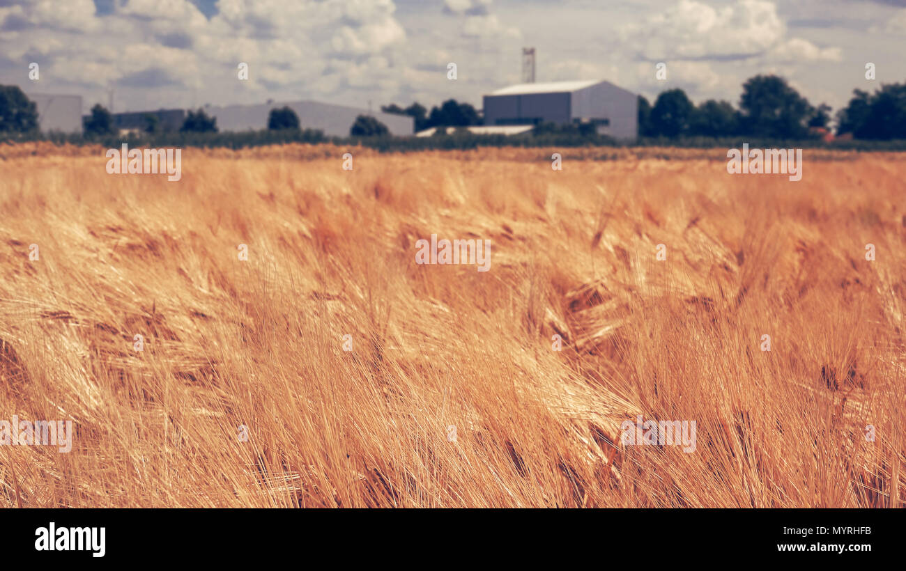 Growing barley on agricultural farm, cereal plant landscape with ...