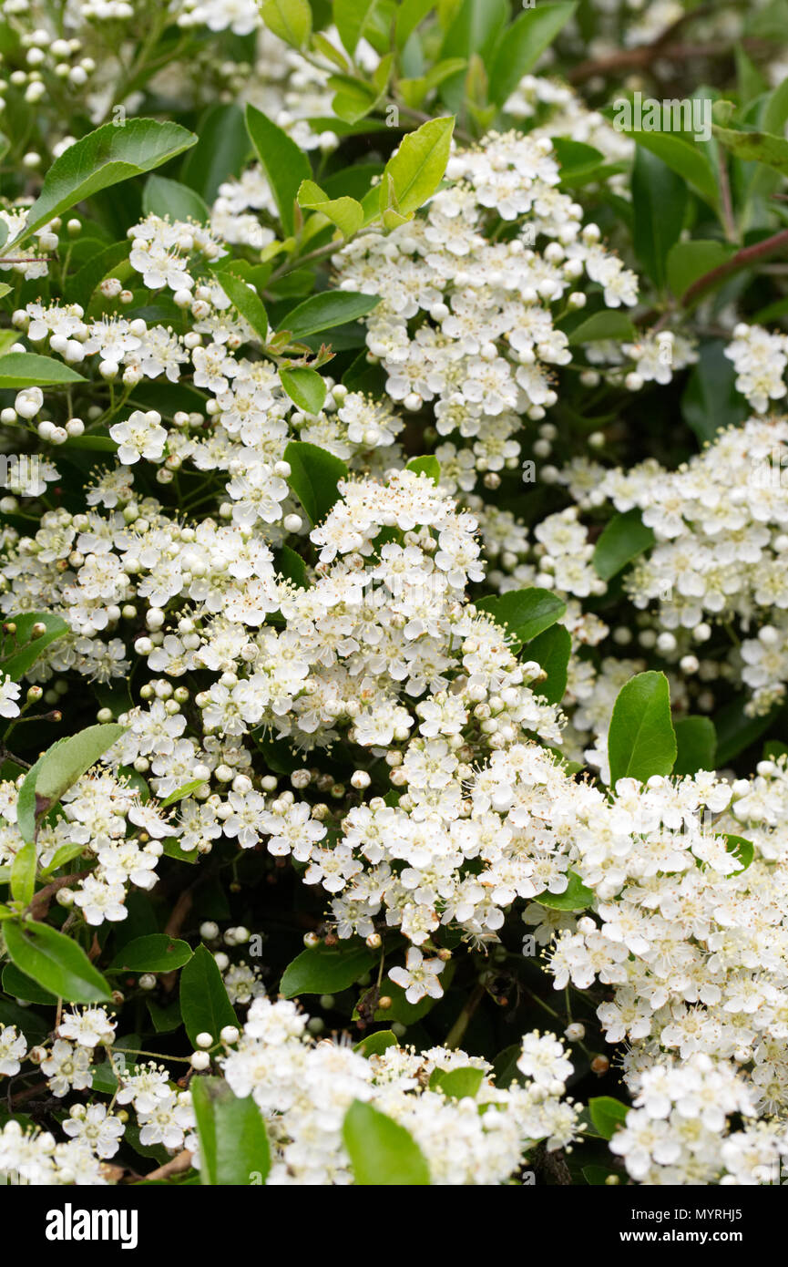 Pyracantha shrub hi-res stock photography and images - Alamy