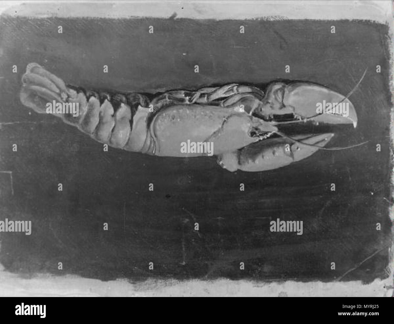 . ?eština: Va?ený humr 364 Anonym - Vareny humr Stock Photo - Alamy