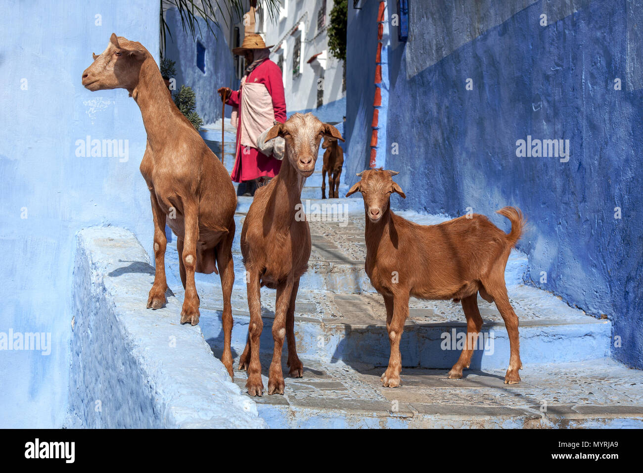 Goats walking in Morocco Chefchaouen Stock Photo - Alamy