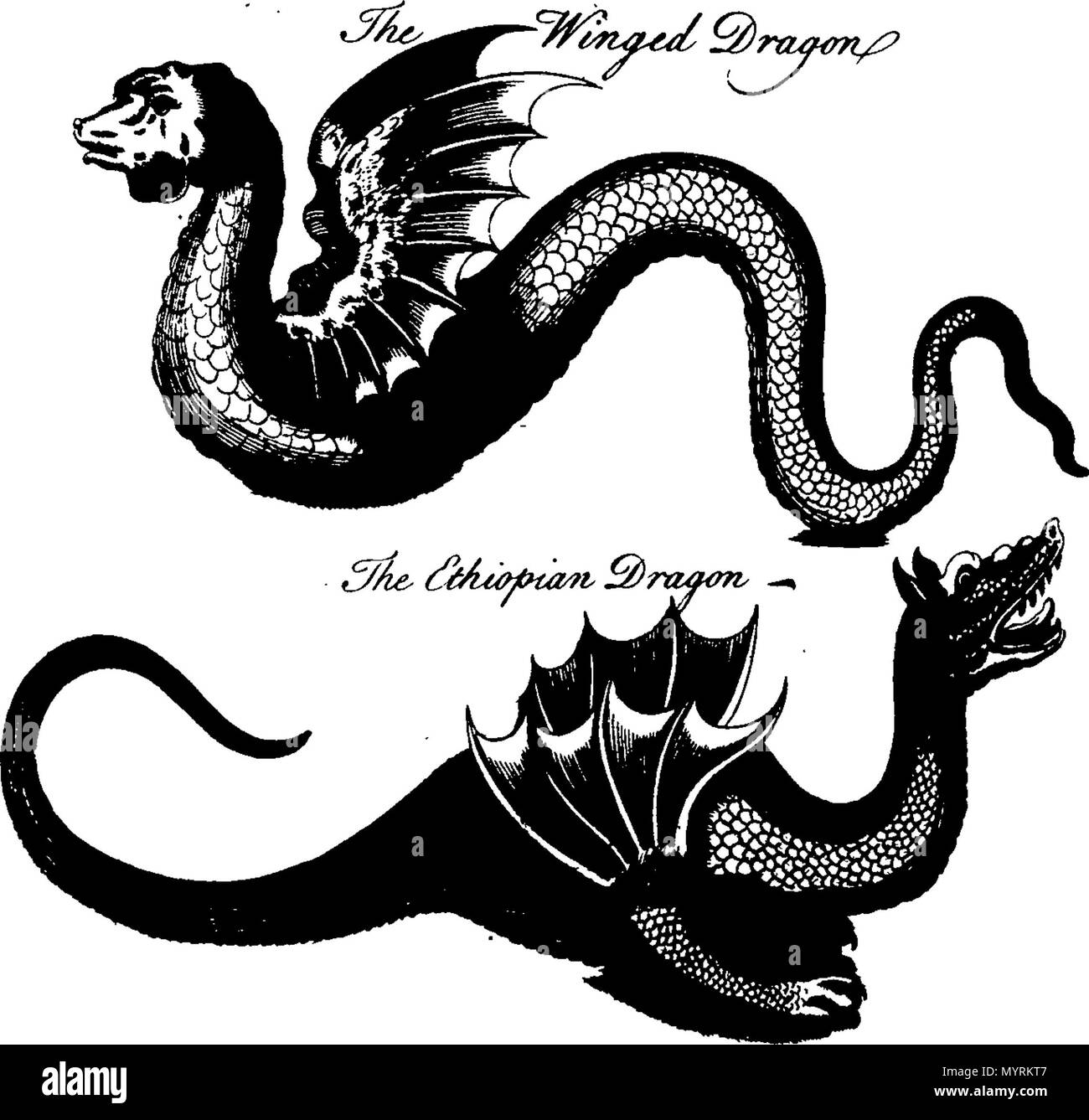 . English: Fleuron from book: An essay towards a natural history of ...
