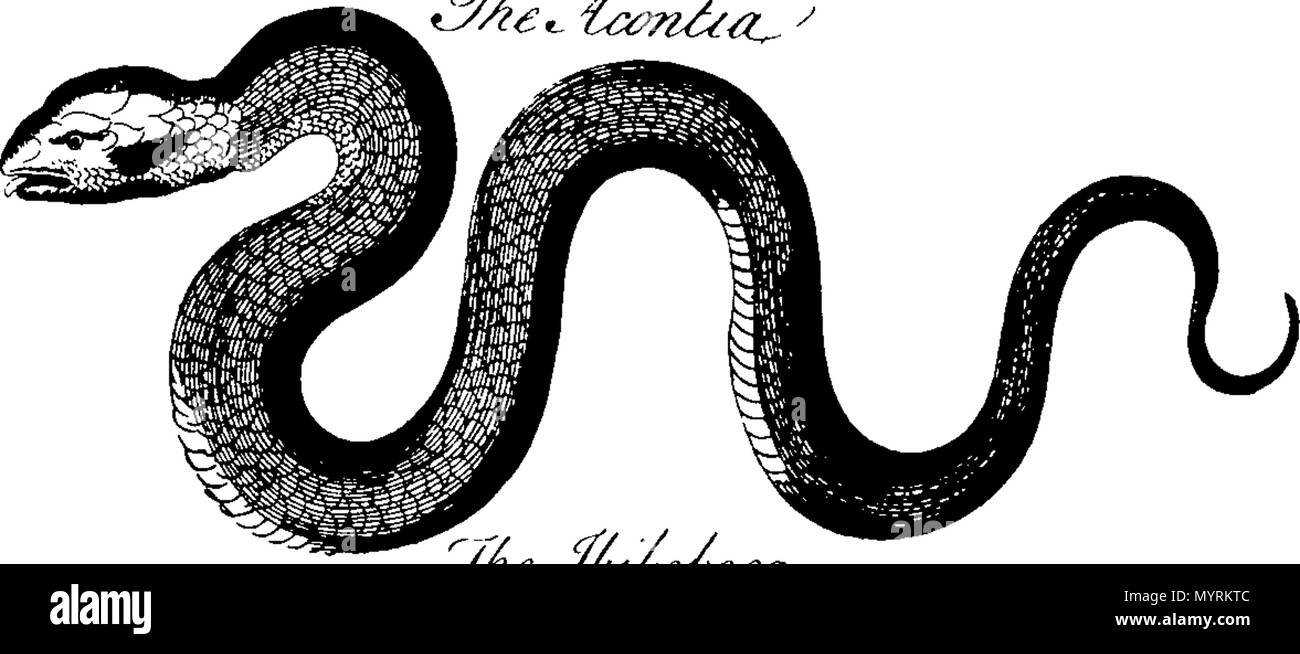 . English: Fleuron from book: An essay towards a natural history of ...