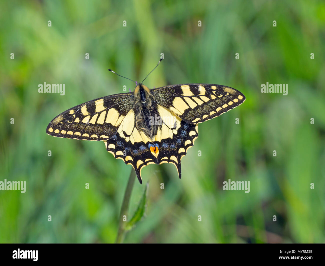 Norfolk broads network hi-res stock photography and images - Alamy