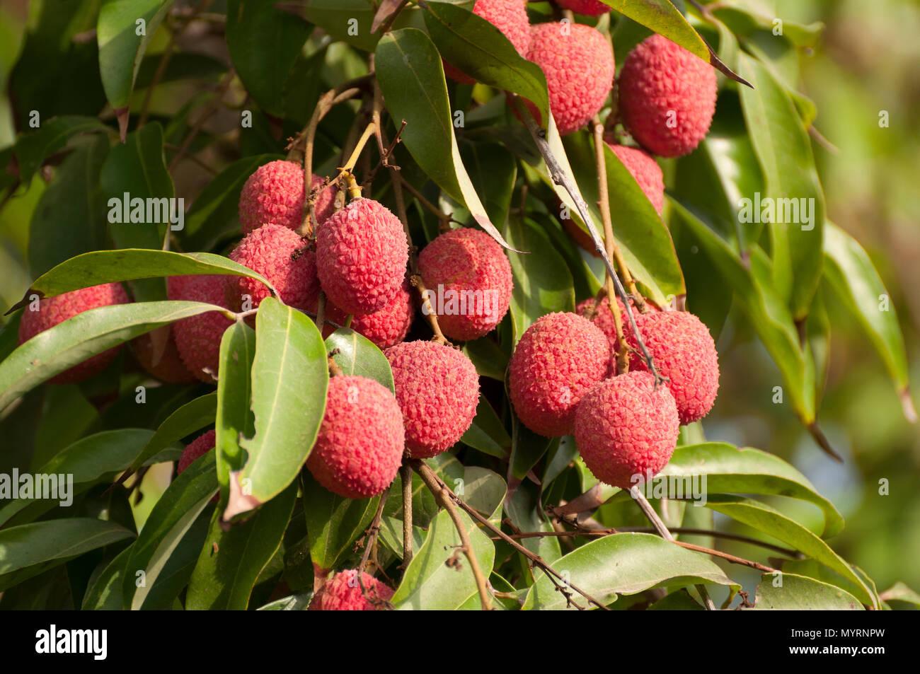 Red organic Lichi ready for picking Stock Photo - Alamy