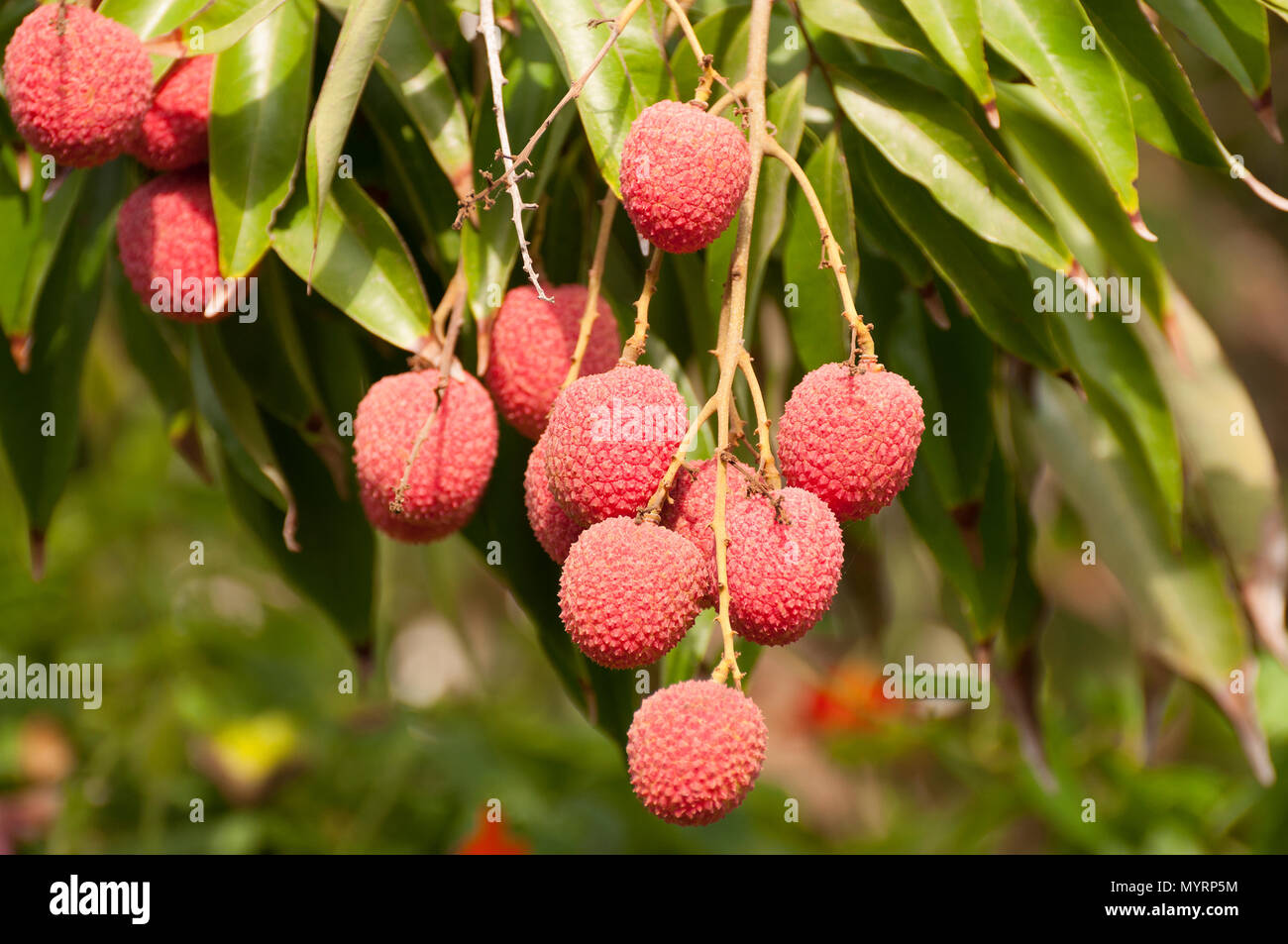 Red organic Lichi ready for picking Stock Photo - Alamy