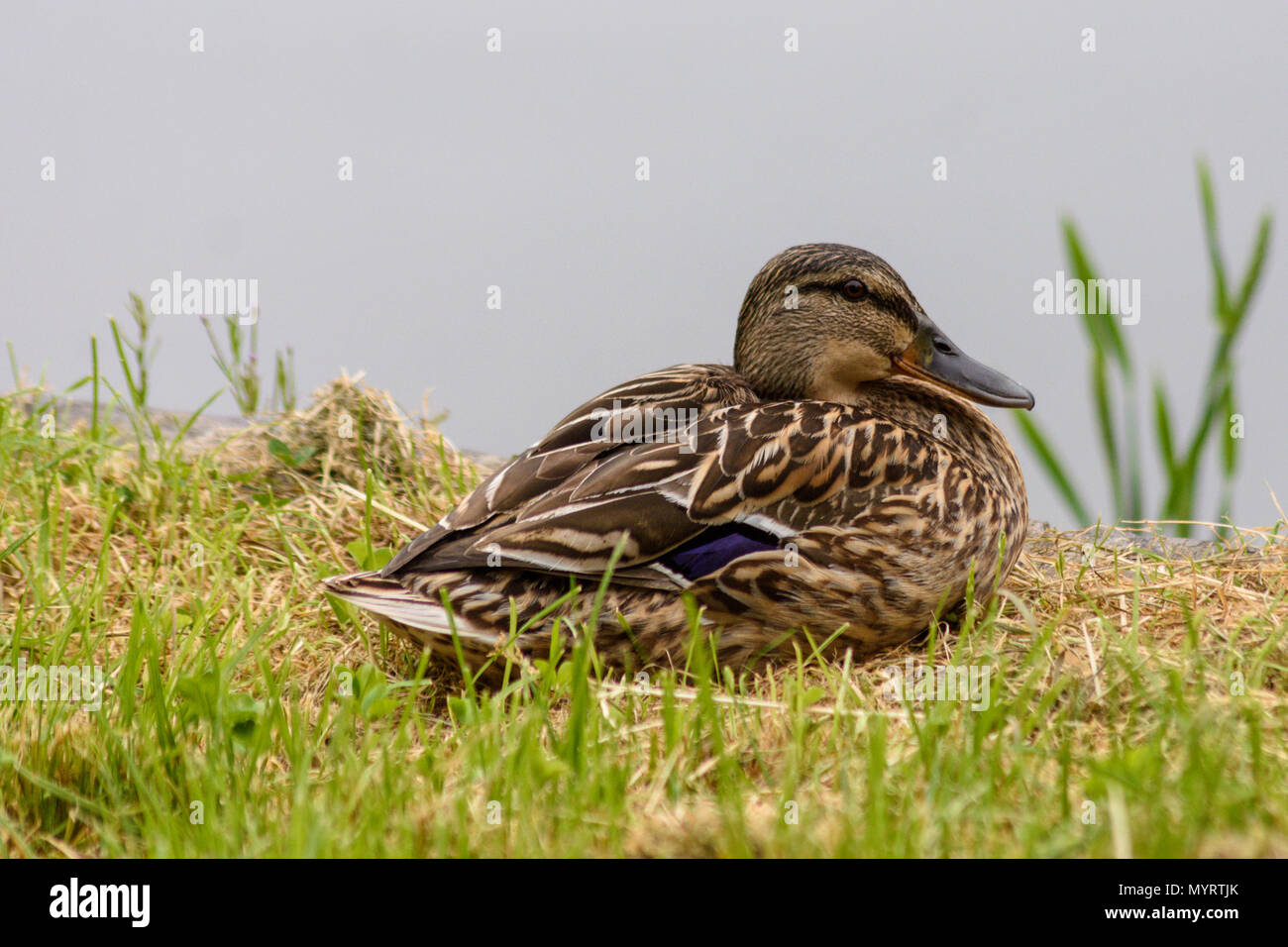 Female mallard resting next to a lake Stock Photo - Alamy