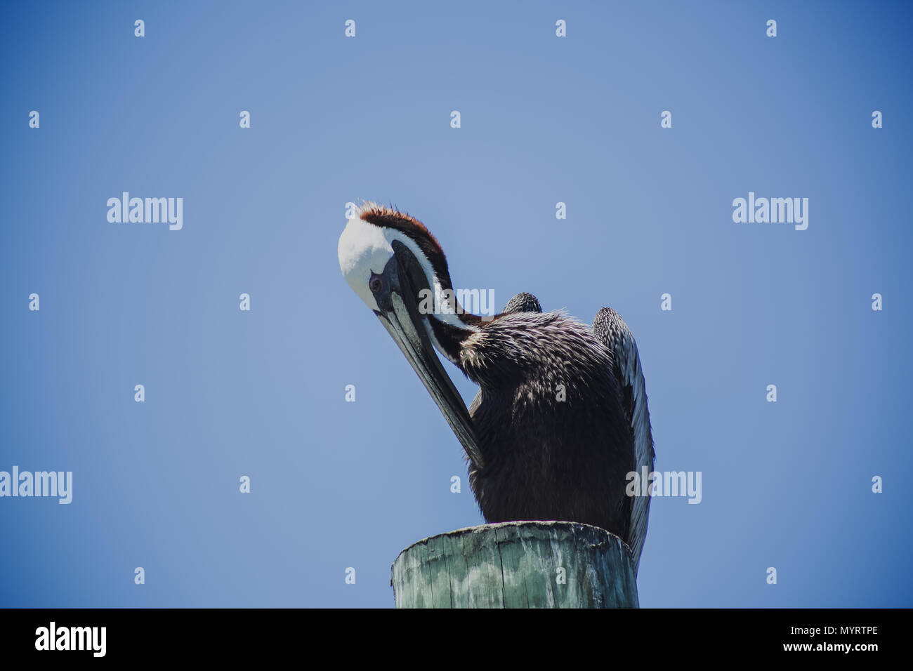 pelican on pier Stock Photo - Alamy