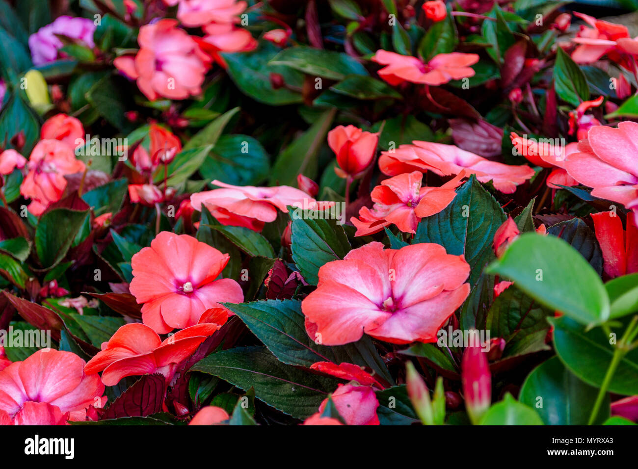 Pink busy lizzy hi-res stock photography and images - Alamy