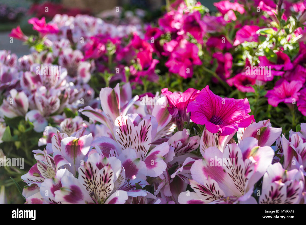 Pink peruvian lilly hi-res stock photography and images - Alamy