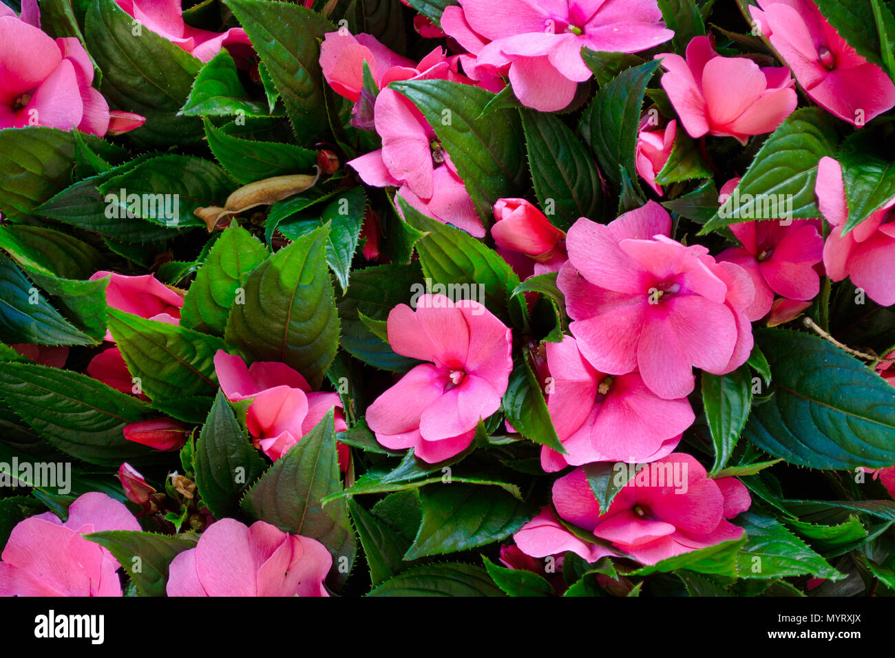 Closeup of pink Busy Lizzy flowers in a garden Stock Photo - Alamy