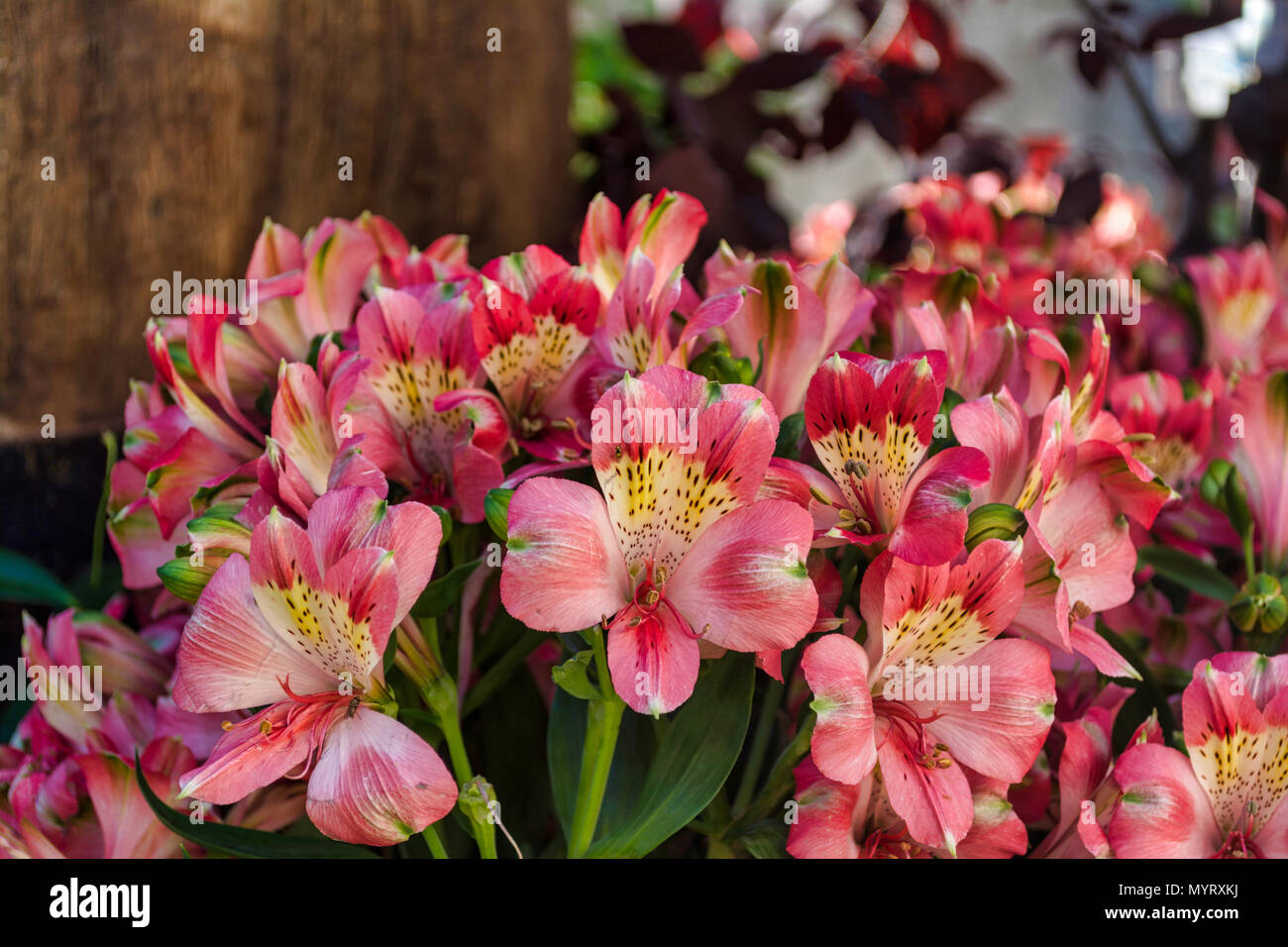Pink Peruvian lilies Flowers in a garden in spring Stock Photo - Alamy