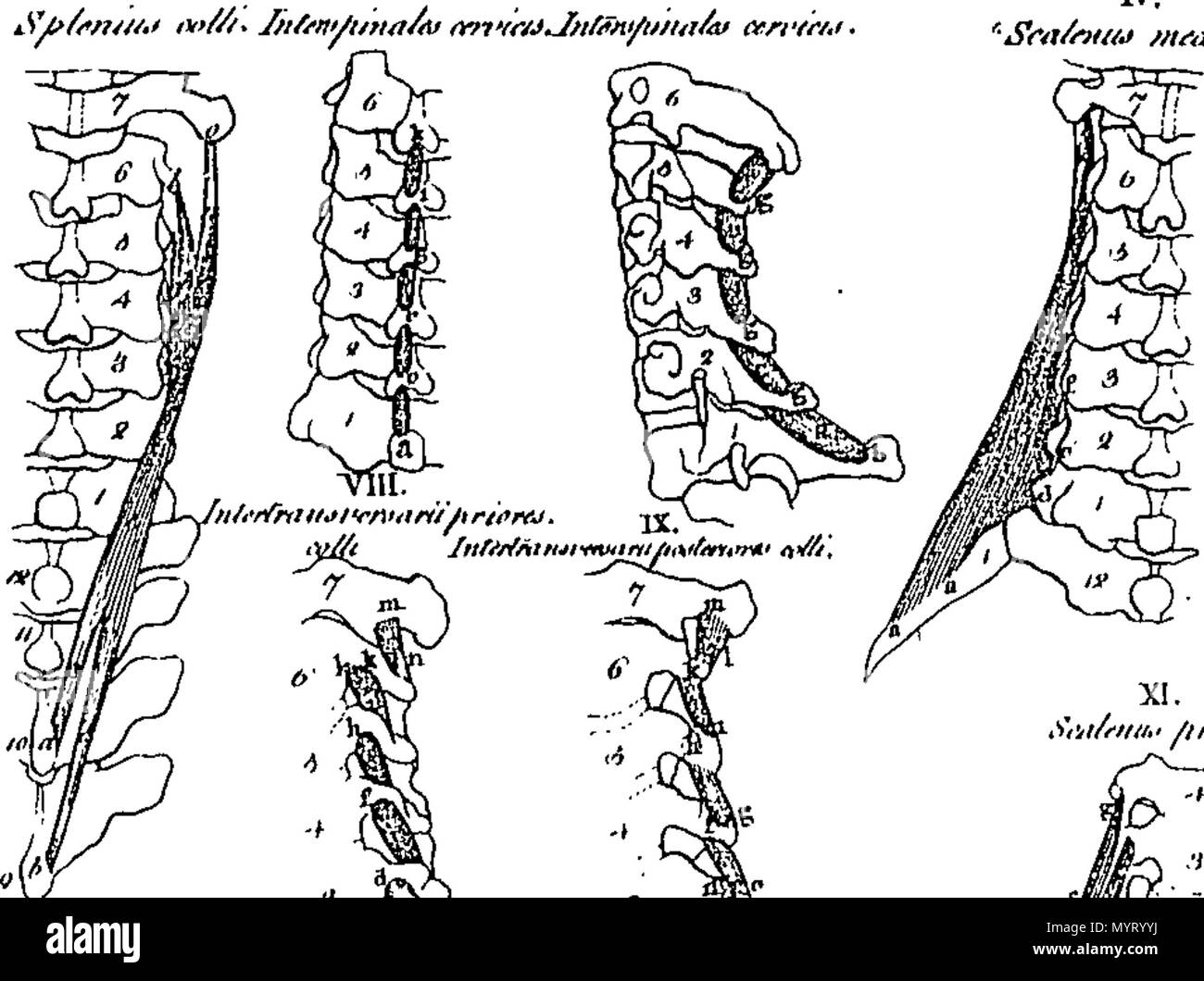 . English: Fleuron from book: Anatomia Britannica: a system of anatomy ...