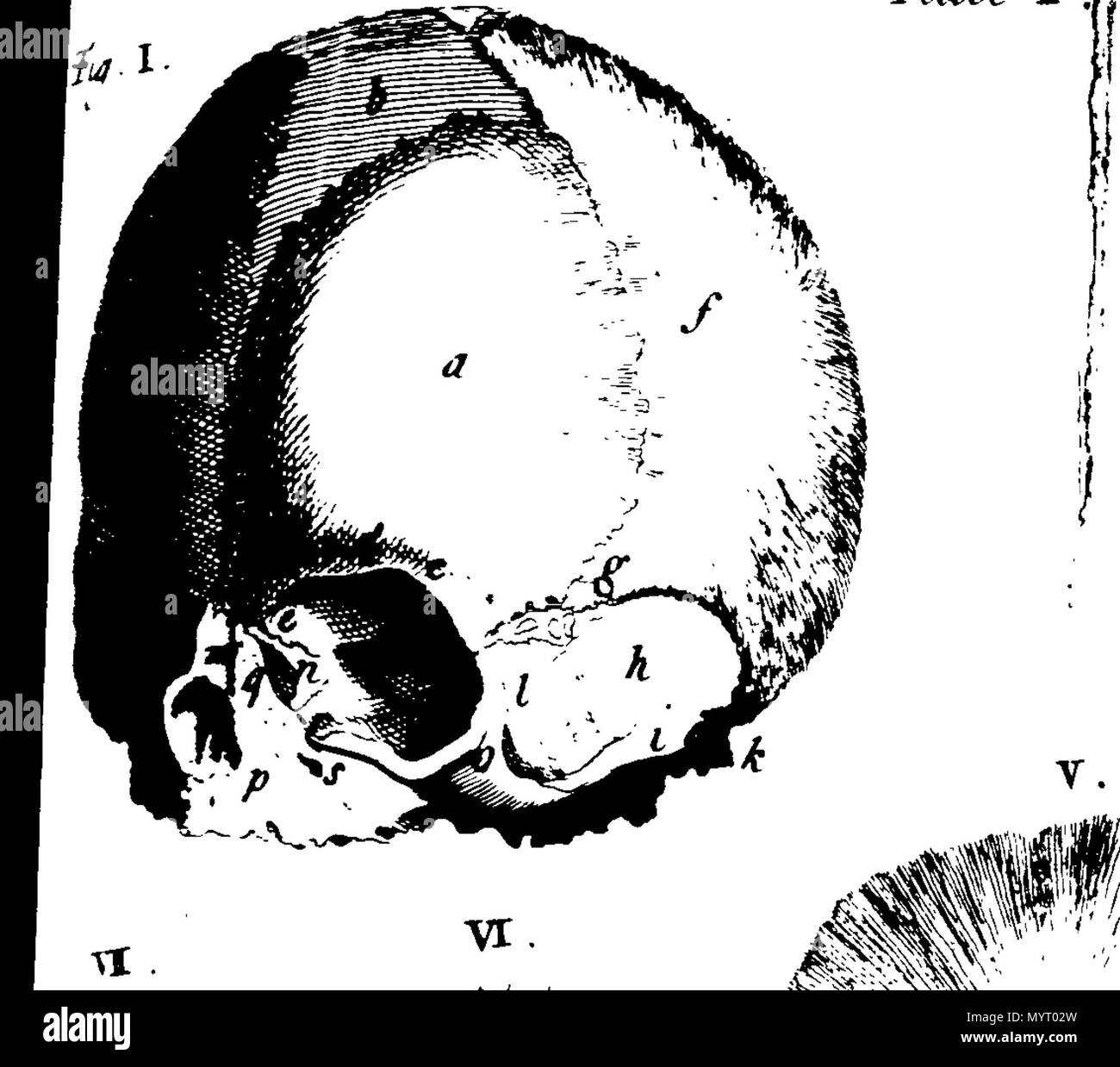 . English: Fleuron from book: Anatomy epitomized and illustrated ...
