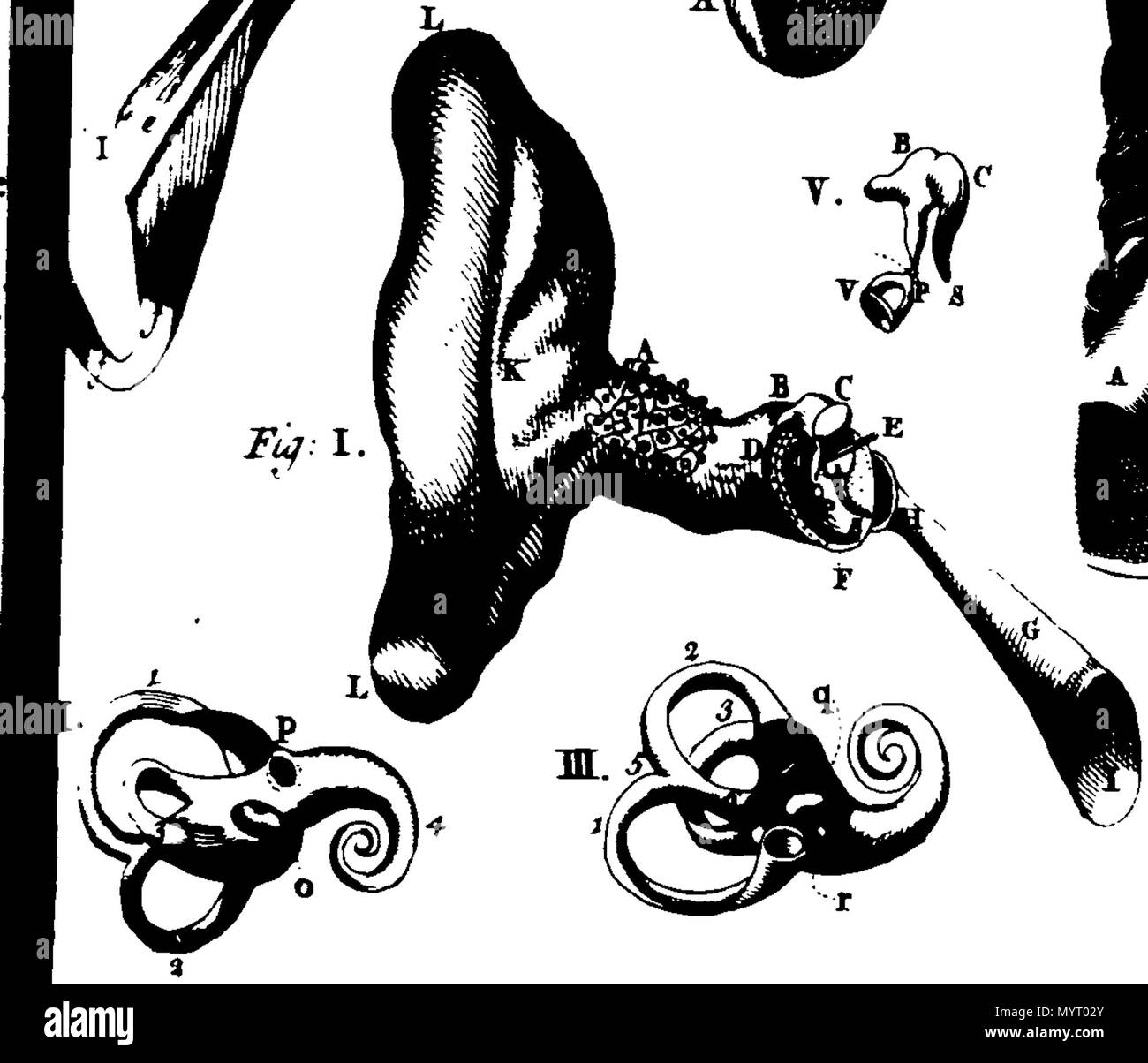 . English: Fleuron from book: Anatomy epitomized and illustrated ...