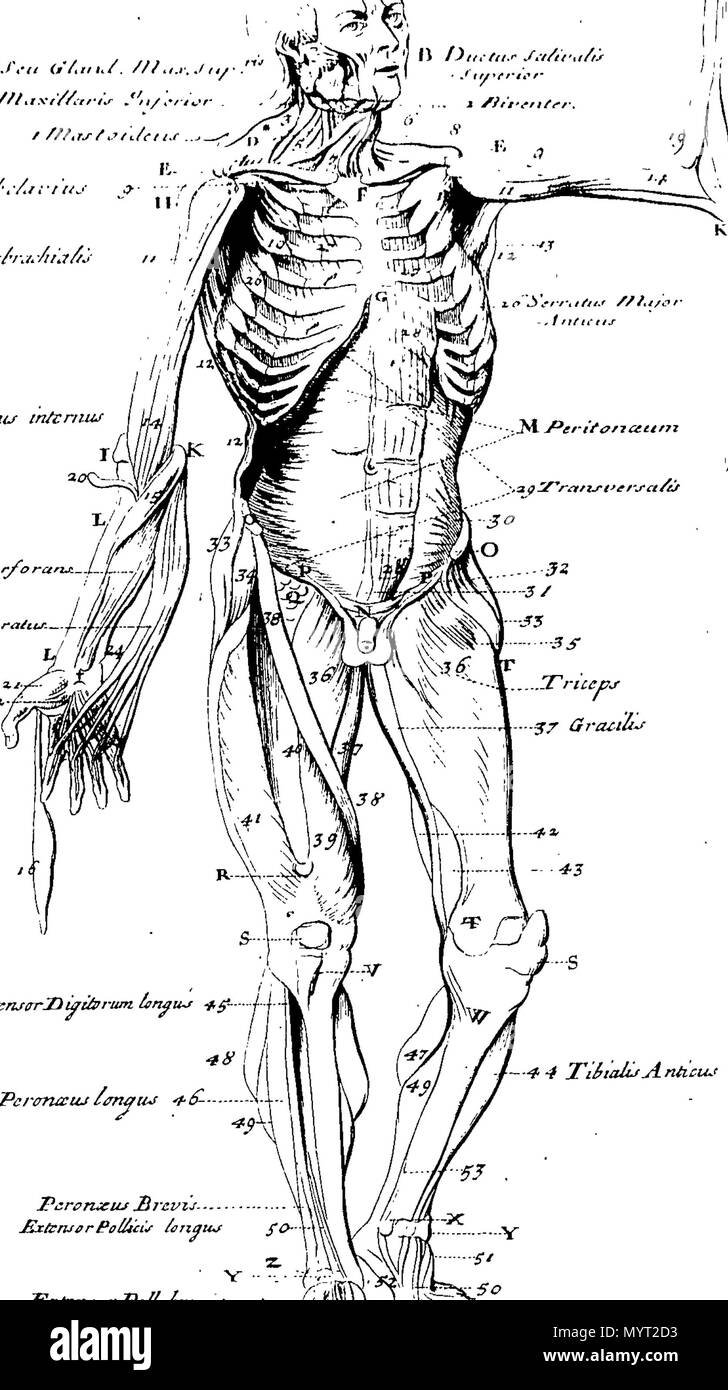 History Of Anatomy