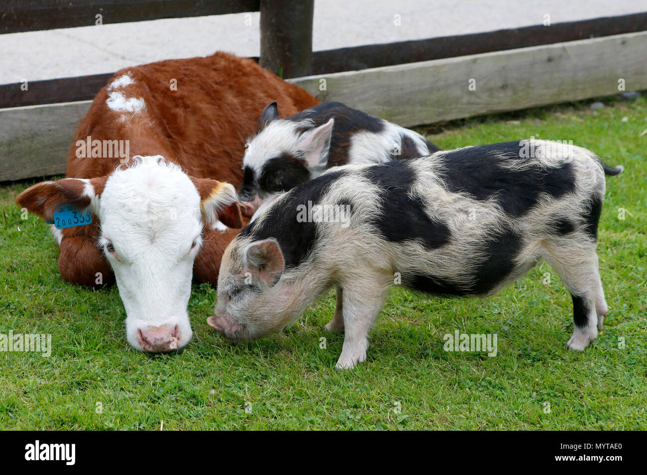 Full Grown Pennywell Miniature Pigs
