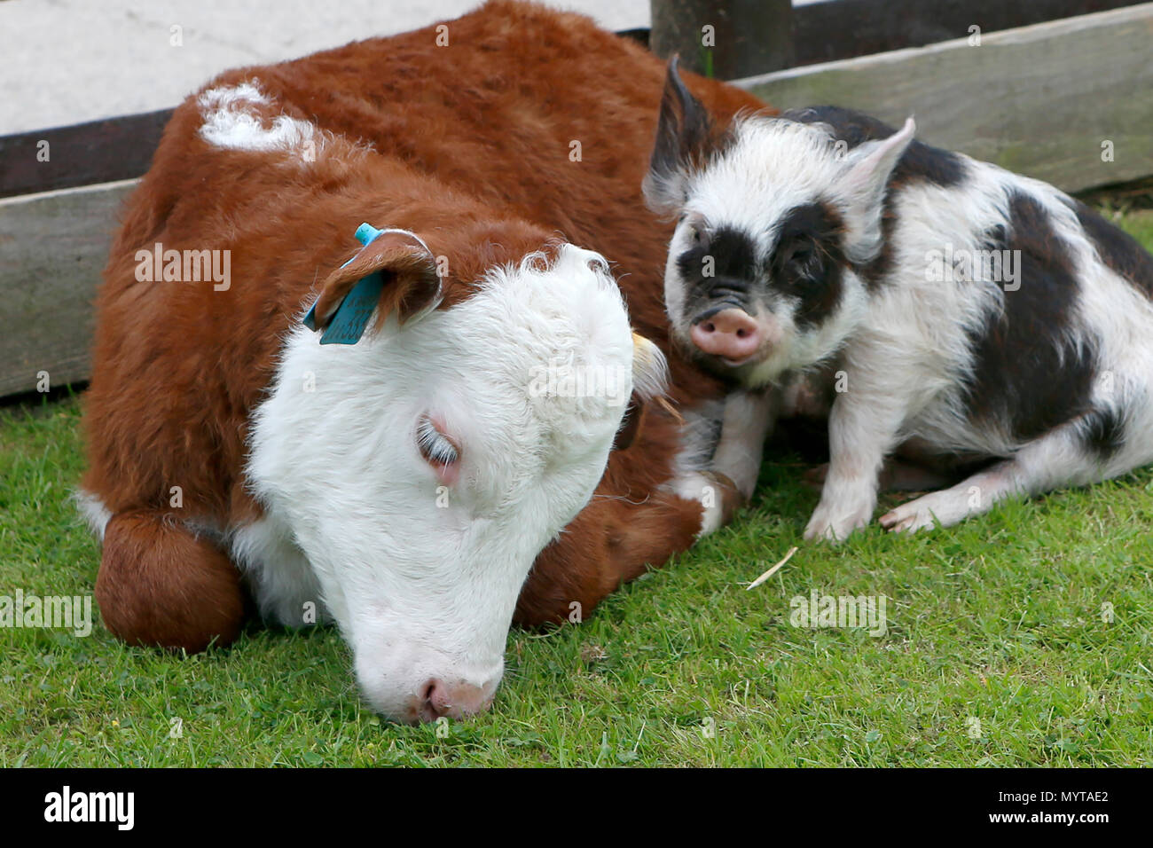 Devon mitchell hi-res stock photography and images - Alamy