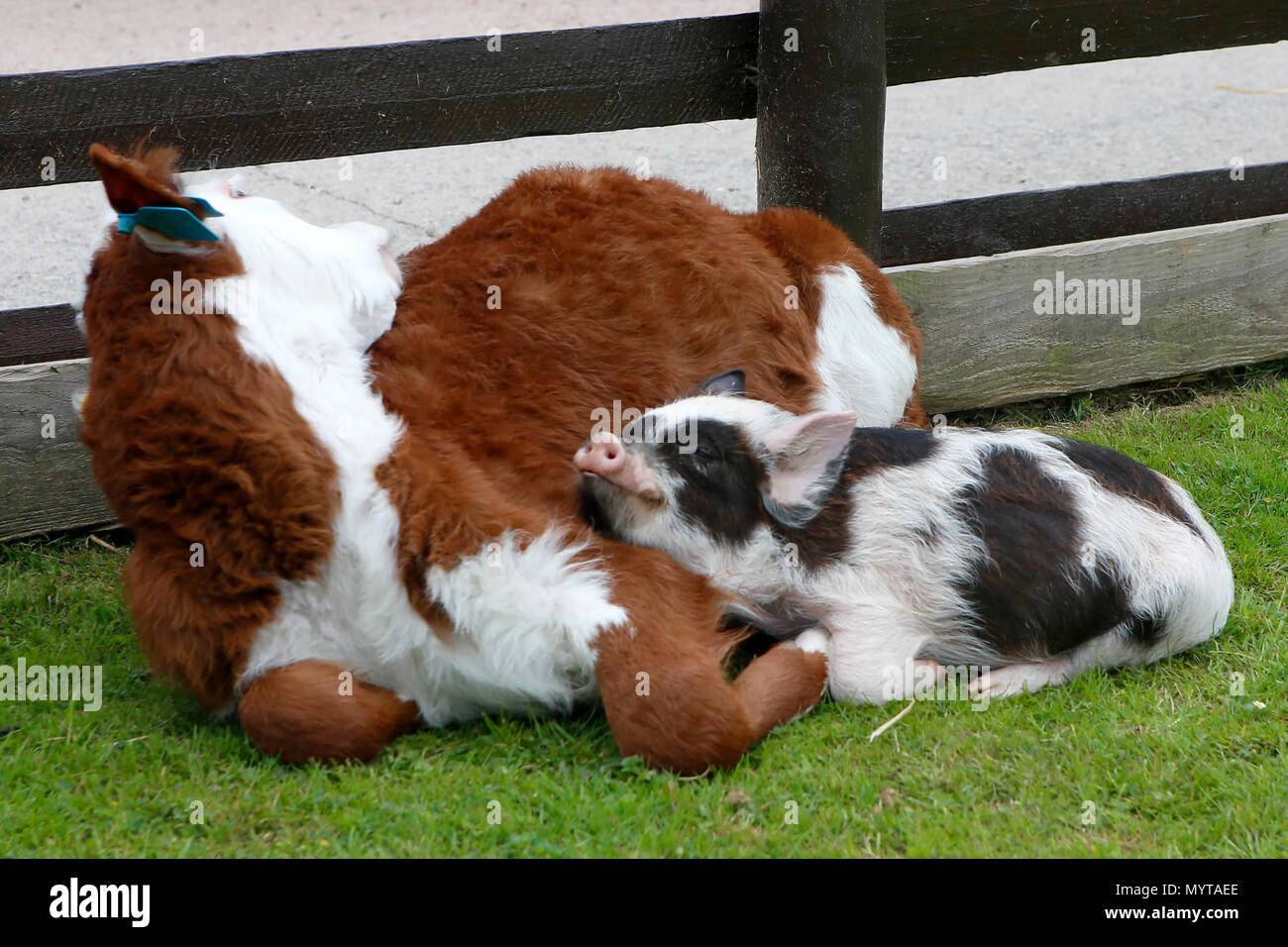 Pennywell farm devon hi-res stock photography and images - Alamy