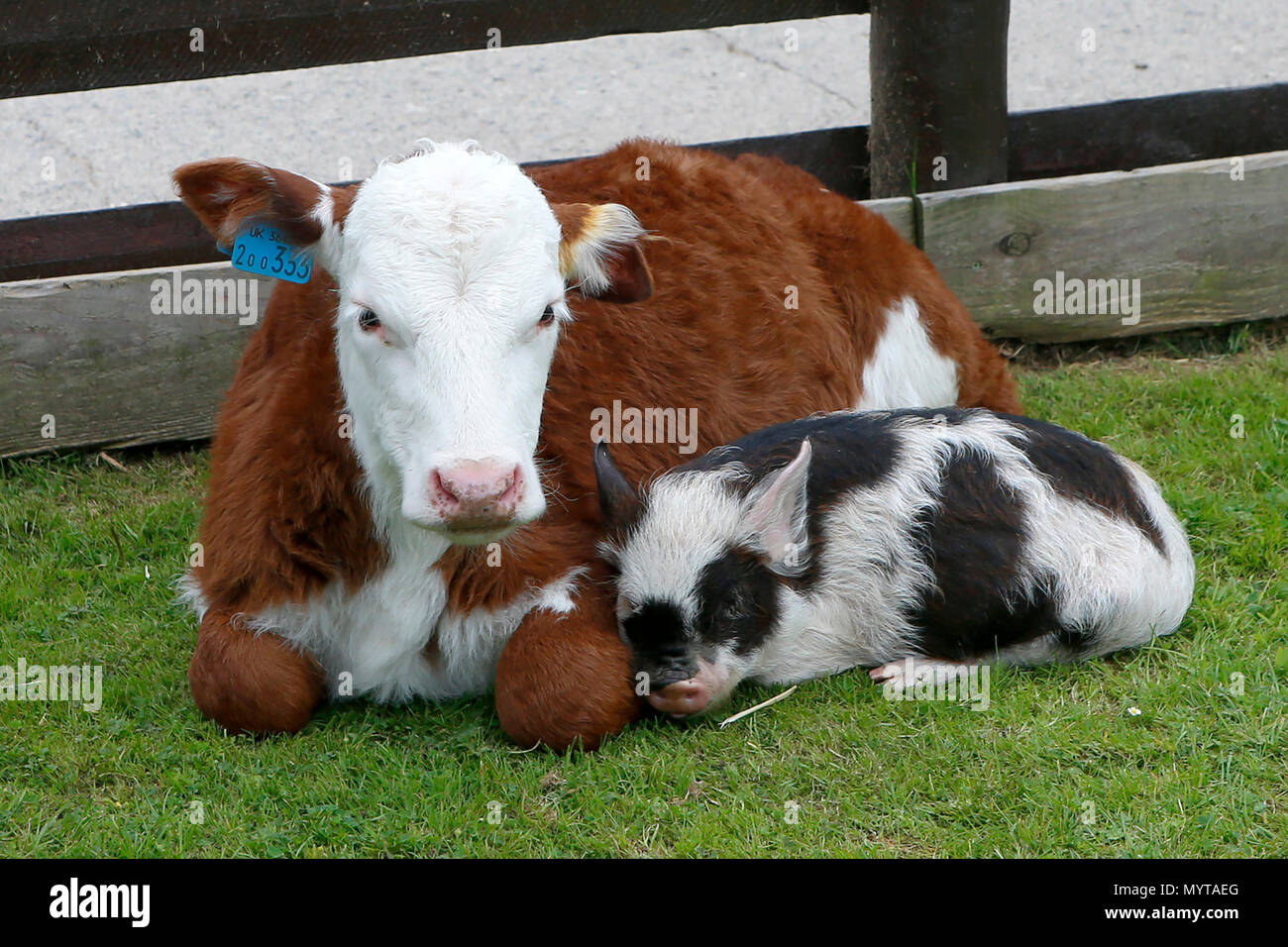 Pennywell farm and devon hi-res stock photography and images - Alamy