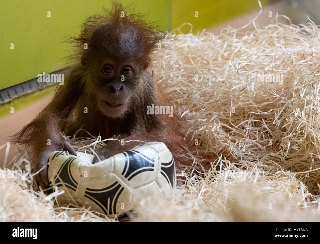 A little orangutan is playing on Aug 17, 2017 in Tierpark Hellabrunn in ...