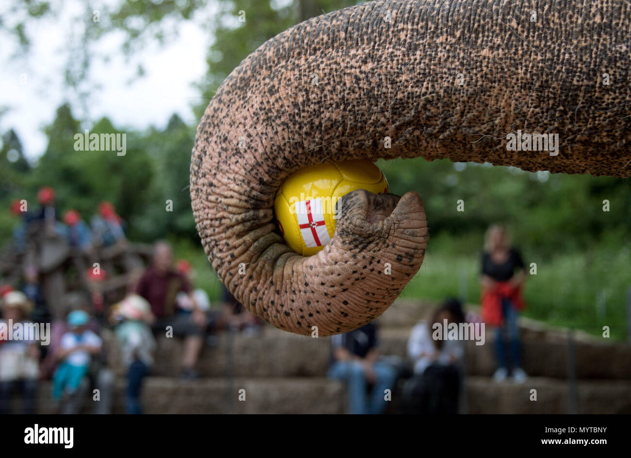 Stuttgart, Deutschland. 03rd June, 2016. Elephant cow Zella shows the ...