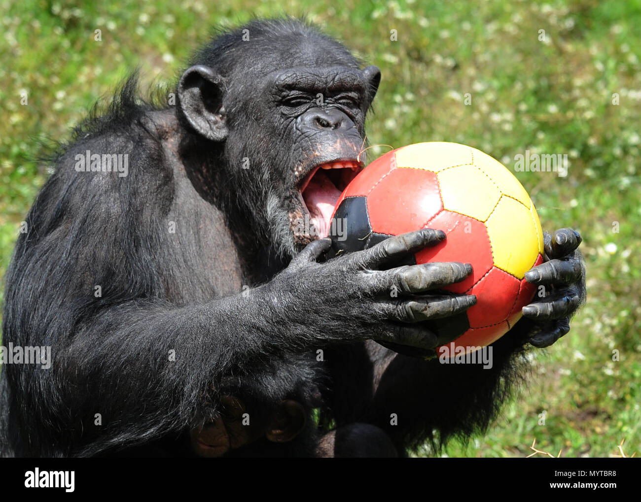 Hodenhagen, Deutschland. 01st June, 2010. A chimpanzee plays on Tuesday ...
