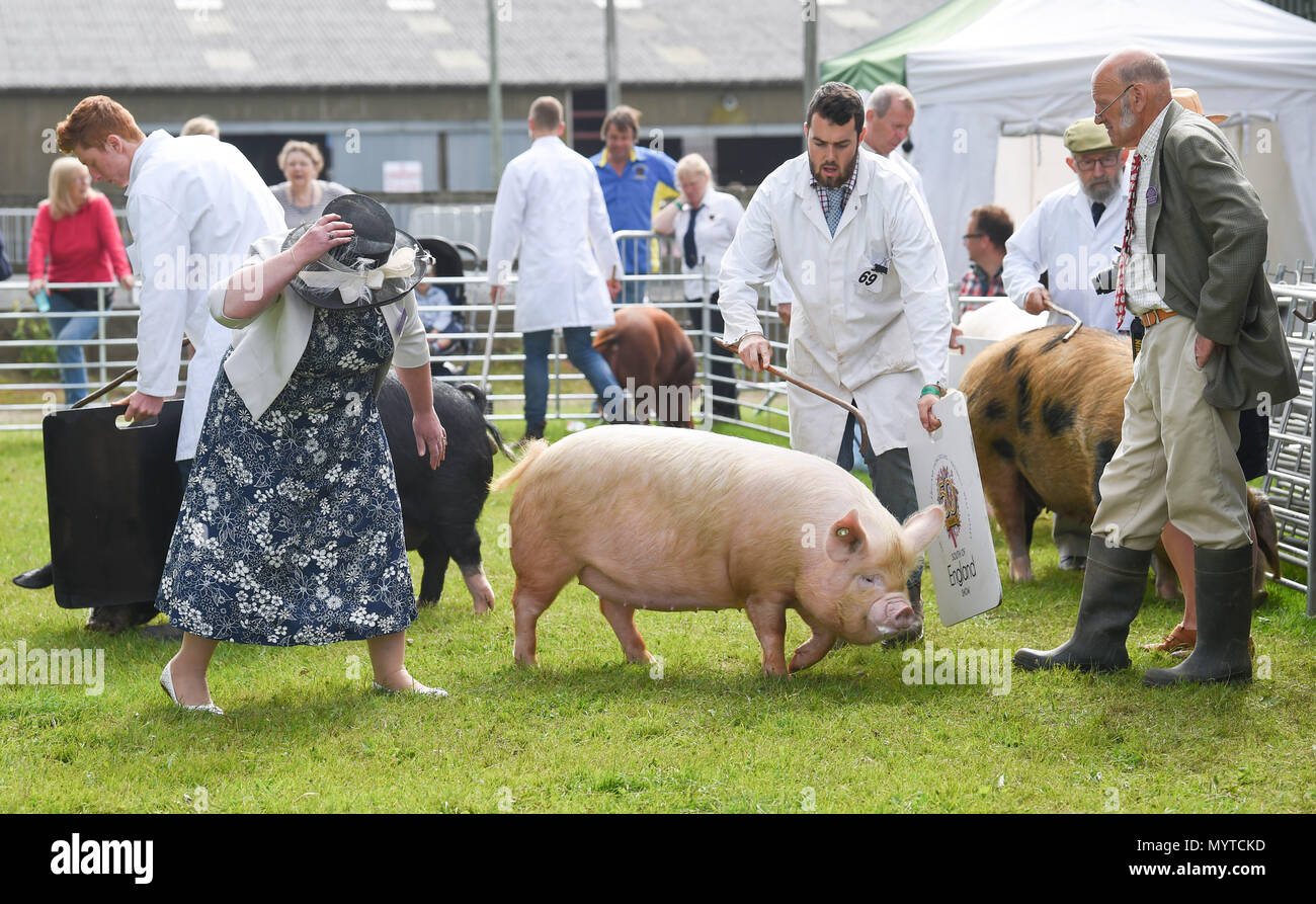 Ardingly Sussex UK 8th June 2018 - Fierce competition in the Best Pig ...