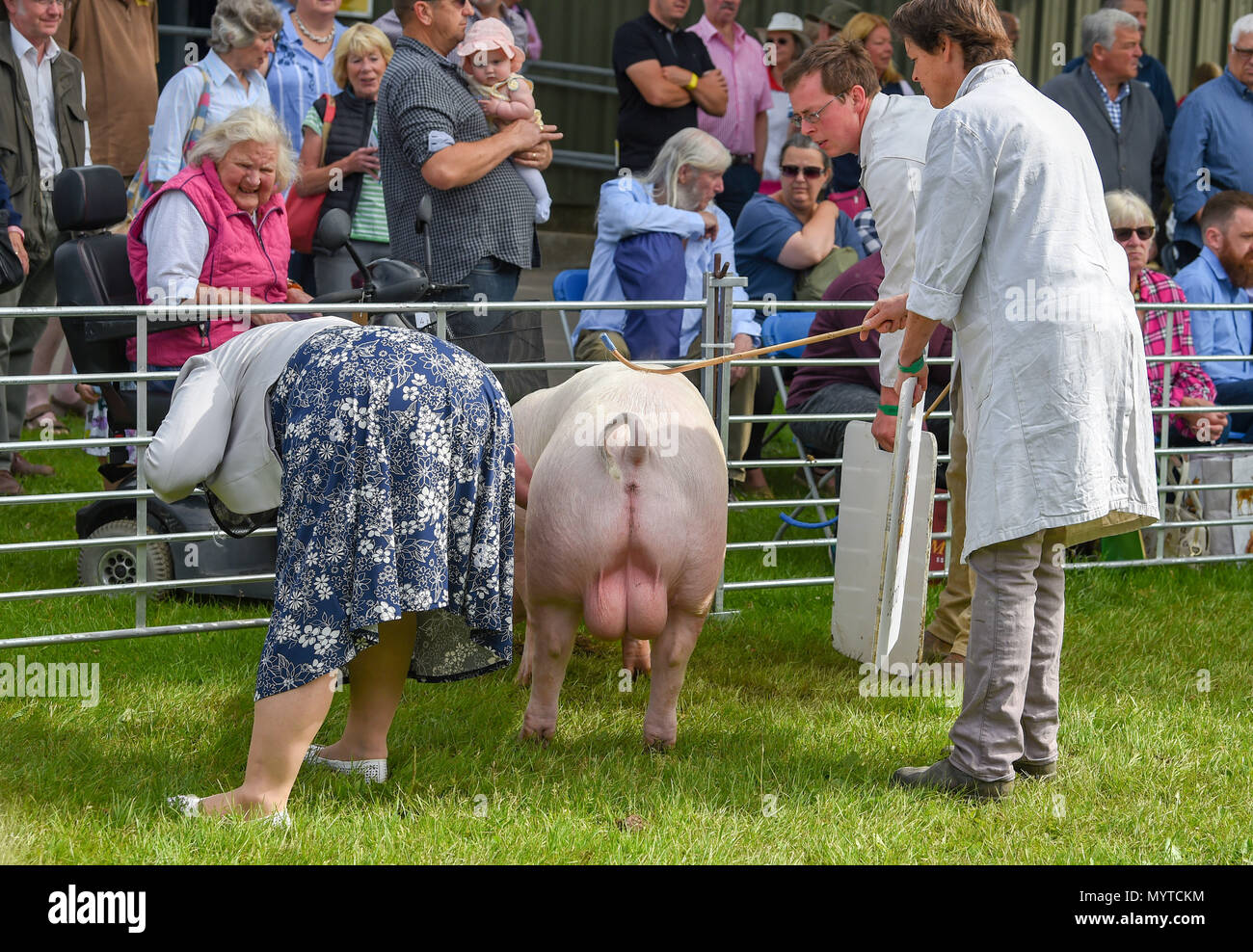Show pig hi-res stock photography and images - Alamy