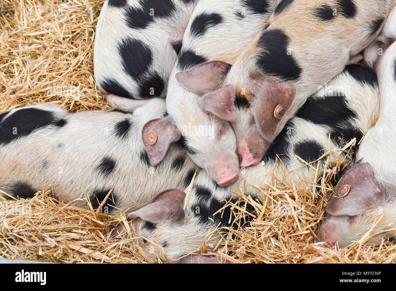 Baby 2018 stock hi-res stock photography and images - Alamy