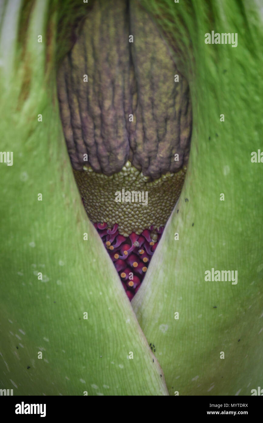 Eden Project, Cornwall, UK. 8th June 2018. The Titan Arum, or Corpse ...