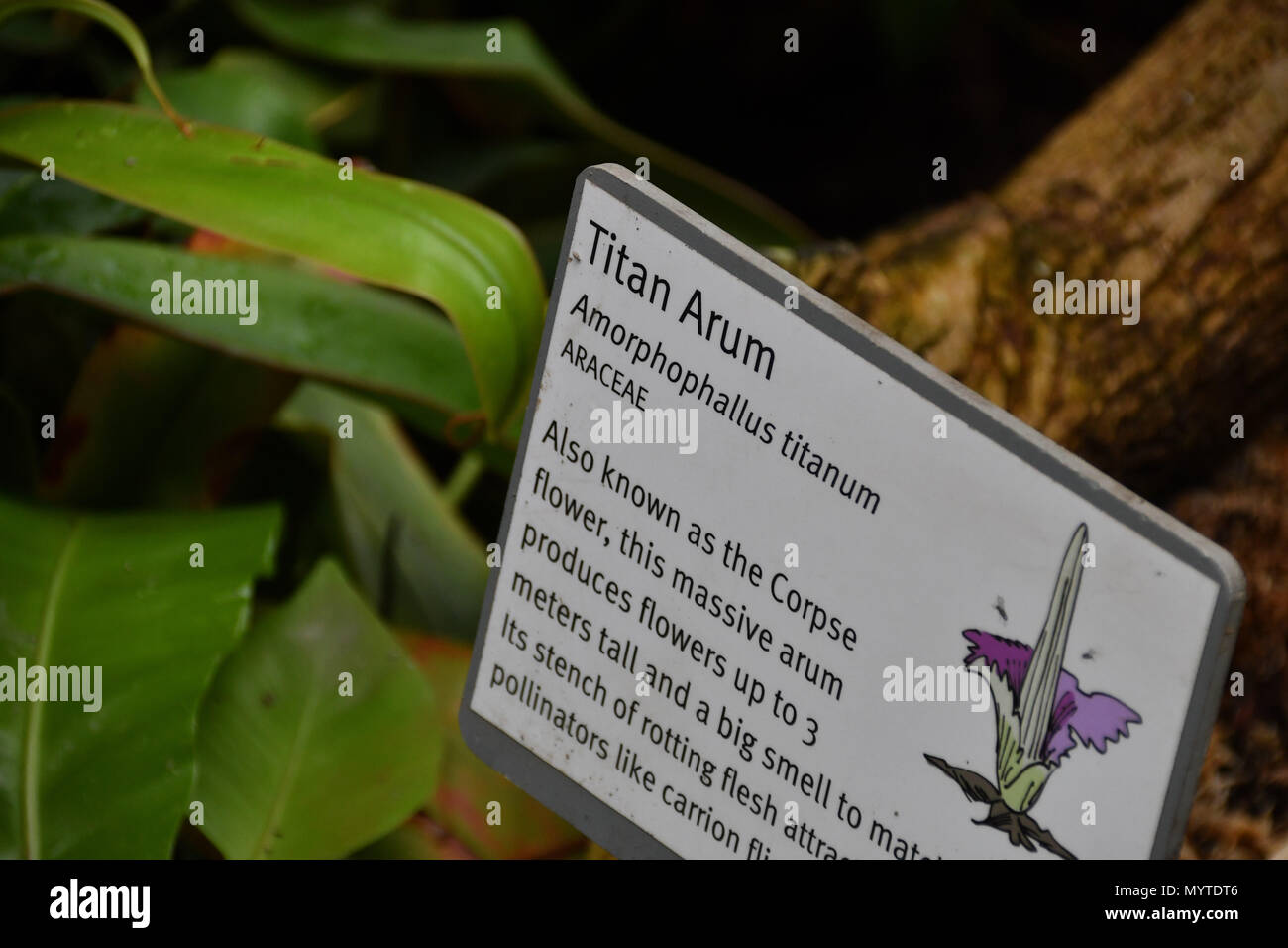 Rotting corpse hi-res stock photography and images - Alamy