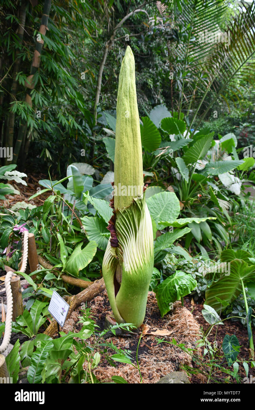 Eden Project, Cornwall, UK. 8th June 2018. The Titan Arum, or Corpse ...