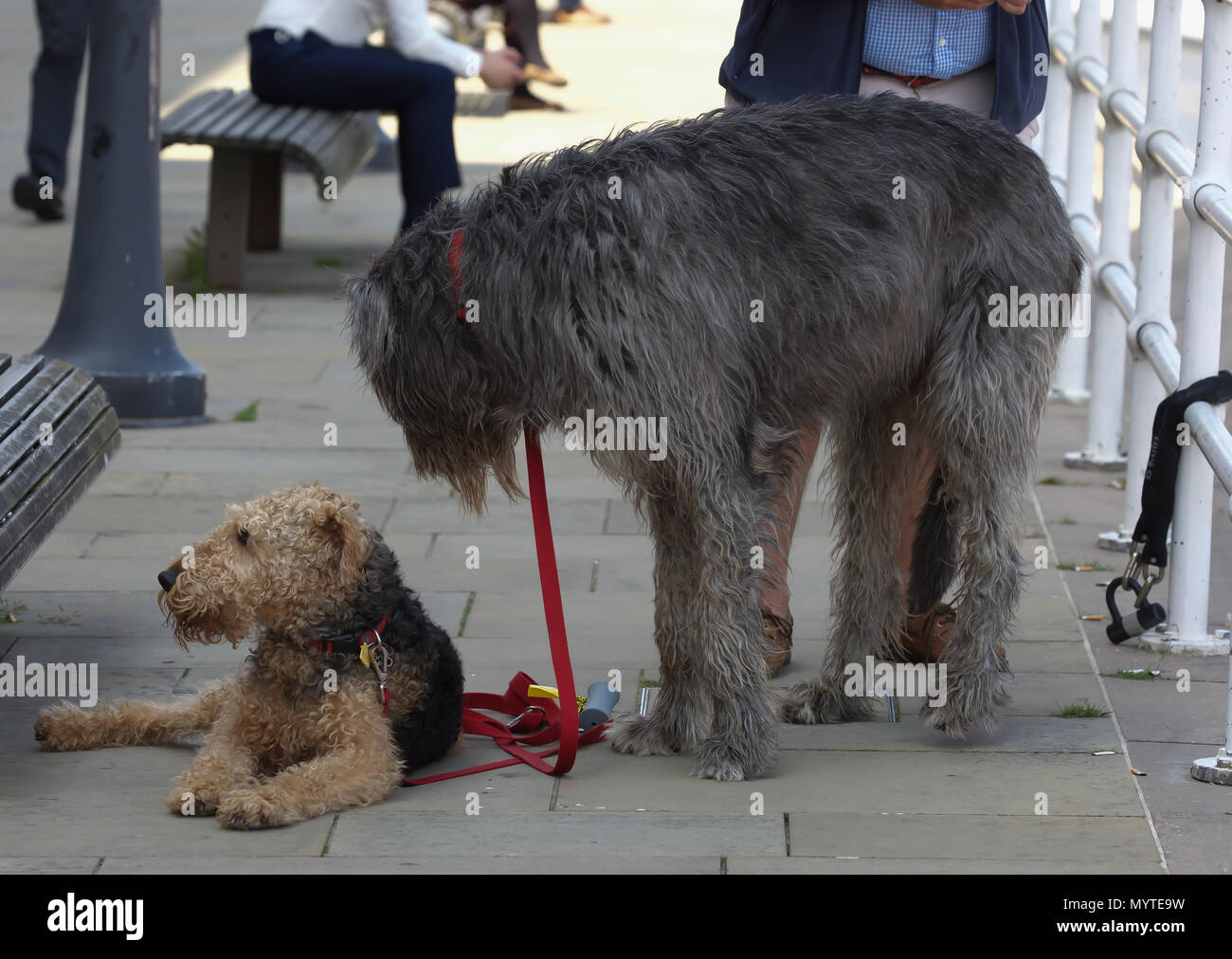 Irish wolfhound food hi-res stock photography and images - Alamy