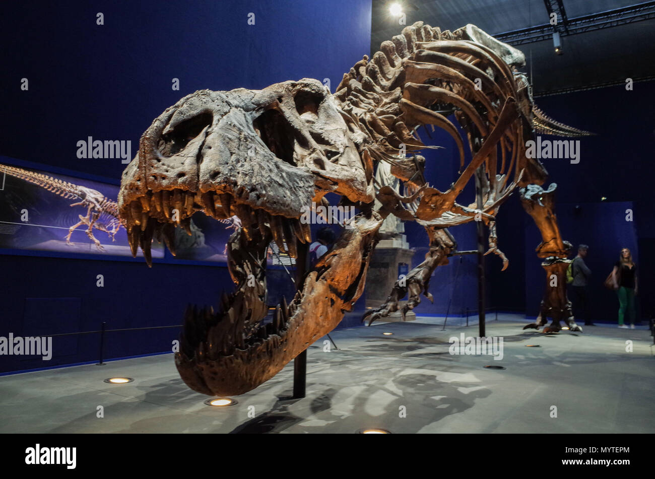 Paris, France. June 7, 2018 - Paris, France: A genuine Tyrannosaurus ...