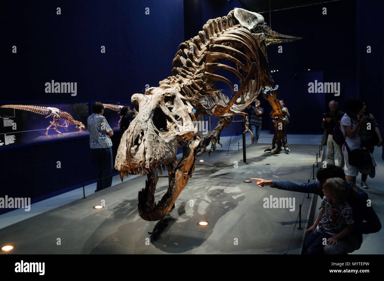 Paris, France. June 7, 2018 - Paris, France: A genuine Tyrannosaurus ...