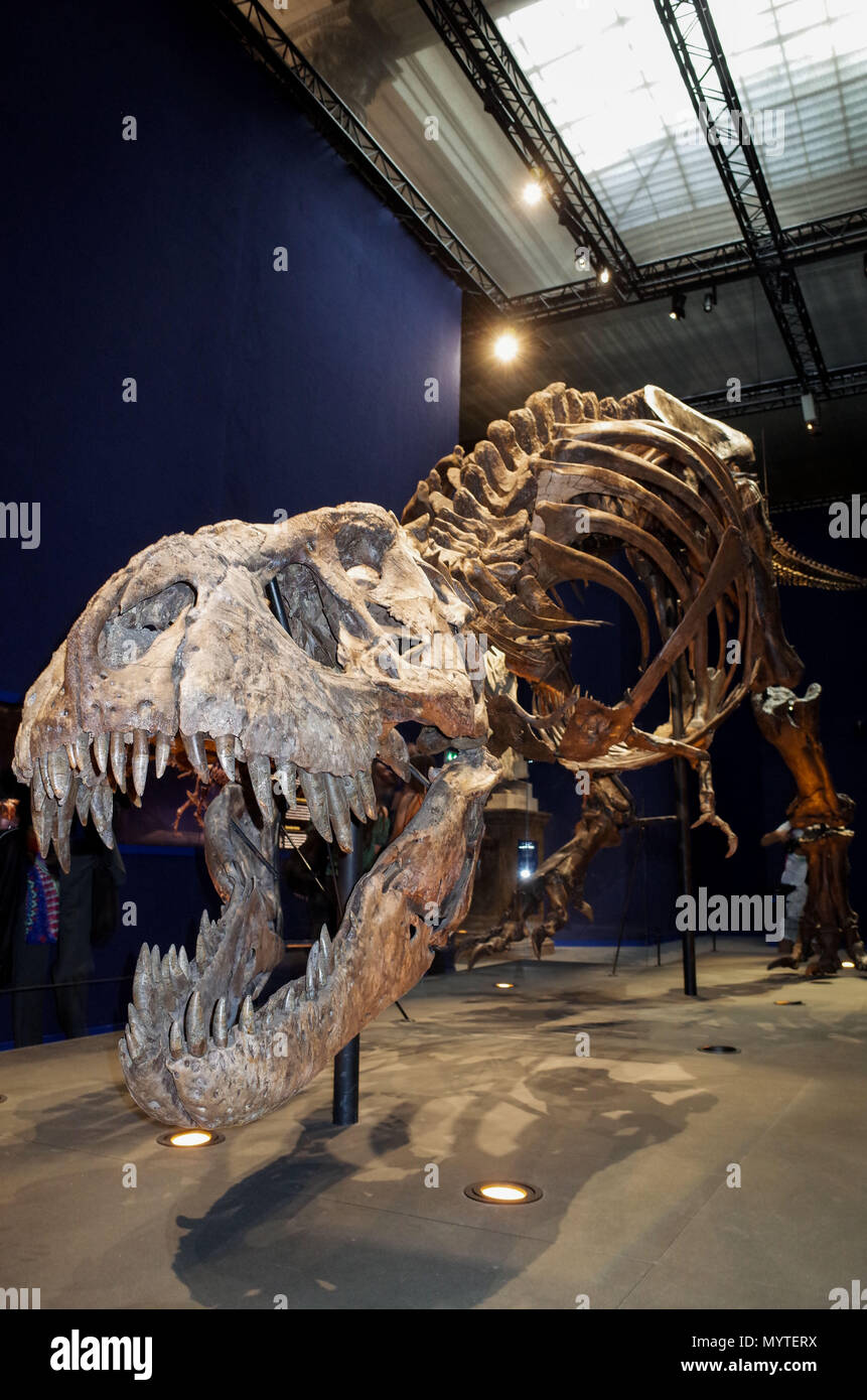 Paris, France. June 7, 2018 - Paris, France: A genuine Tyrannosaurus ...