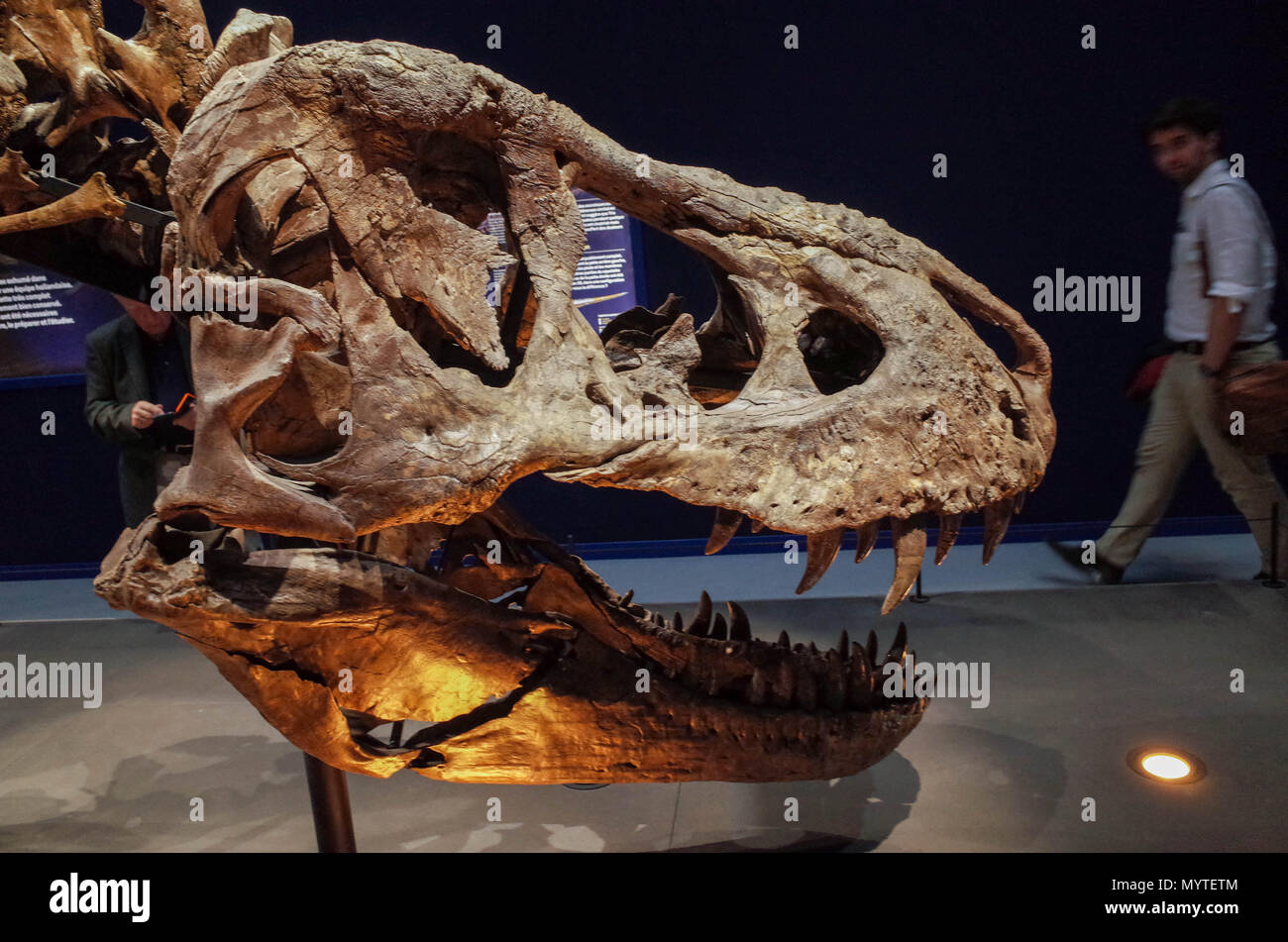 Paris, France. June 7, 2018 - Paris, France: A genuine Tyrannosaurus ...