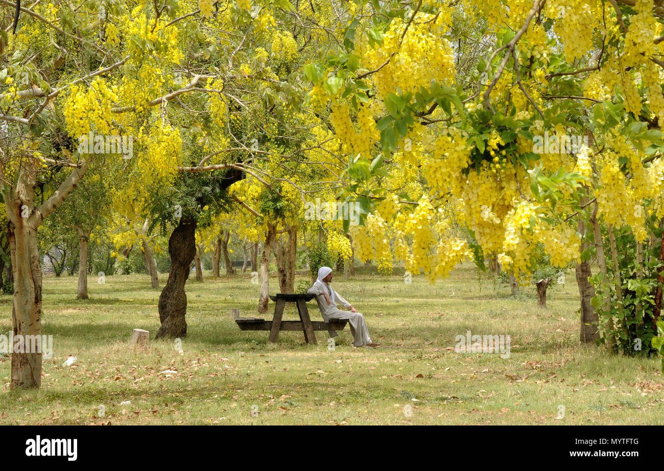 Islamabad, Pakistan. 8th June, 2018. A man rests under blooming cassia ...