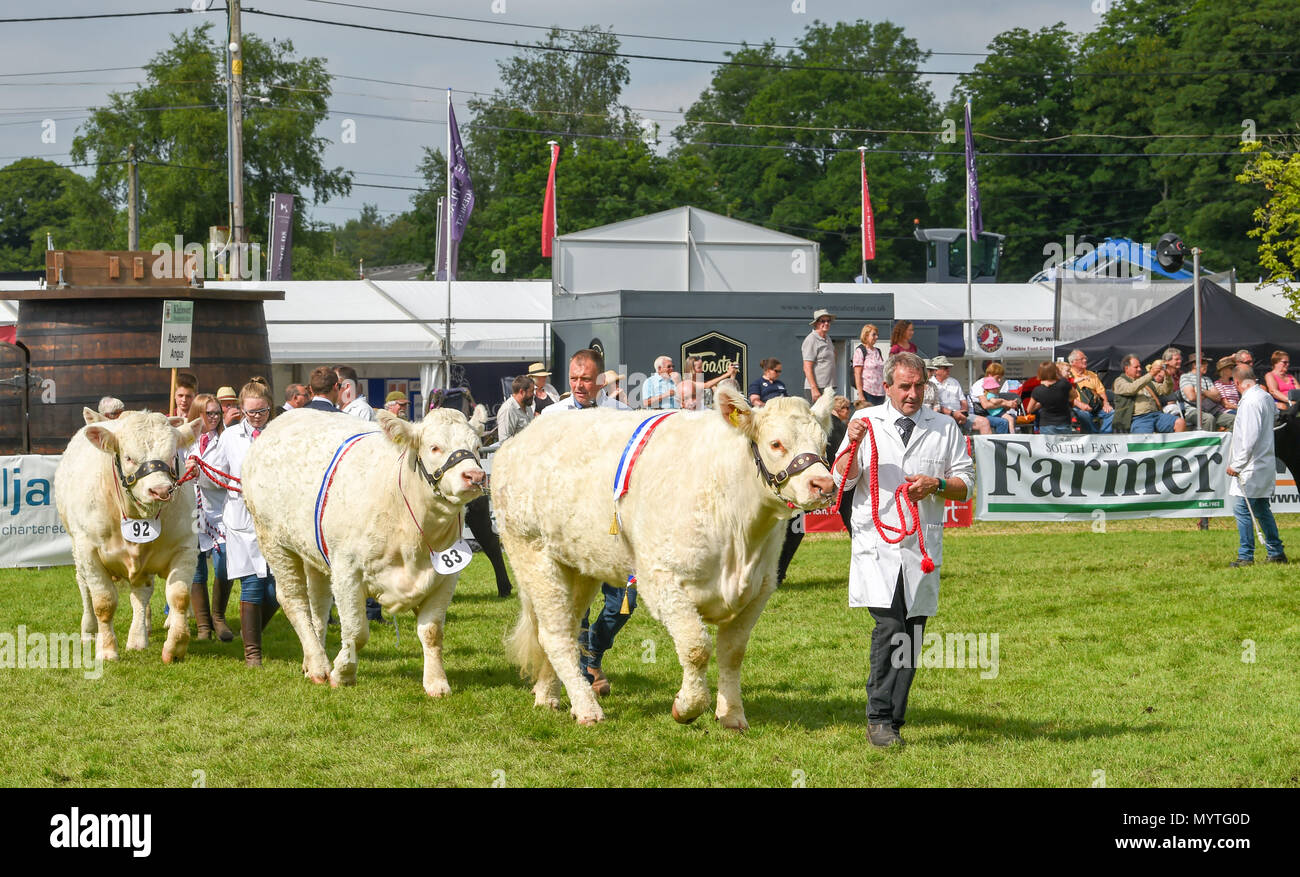 Cattle shows hi-res stock photography and images - Alamy