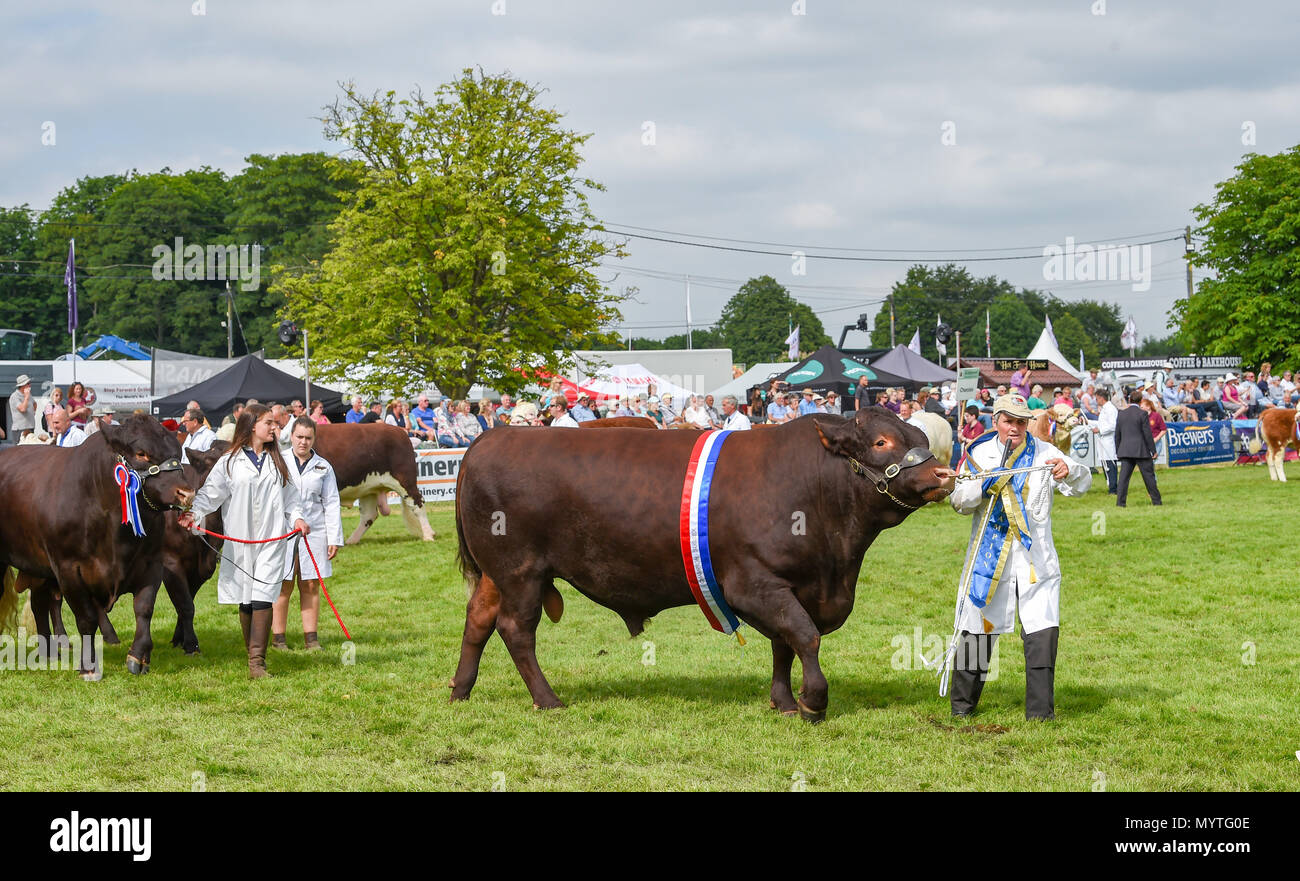 Cattle show south england show hi-res stock photography and images - Alamy