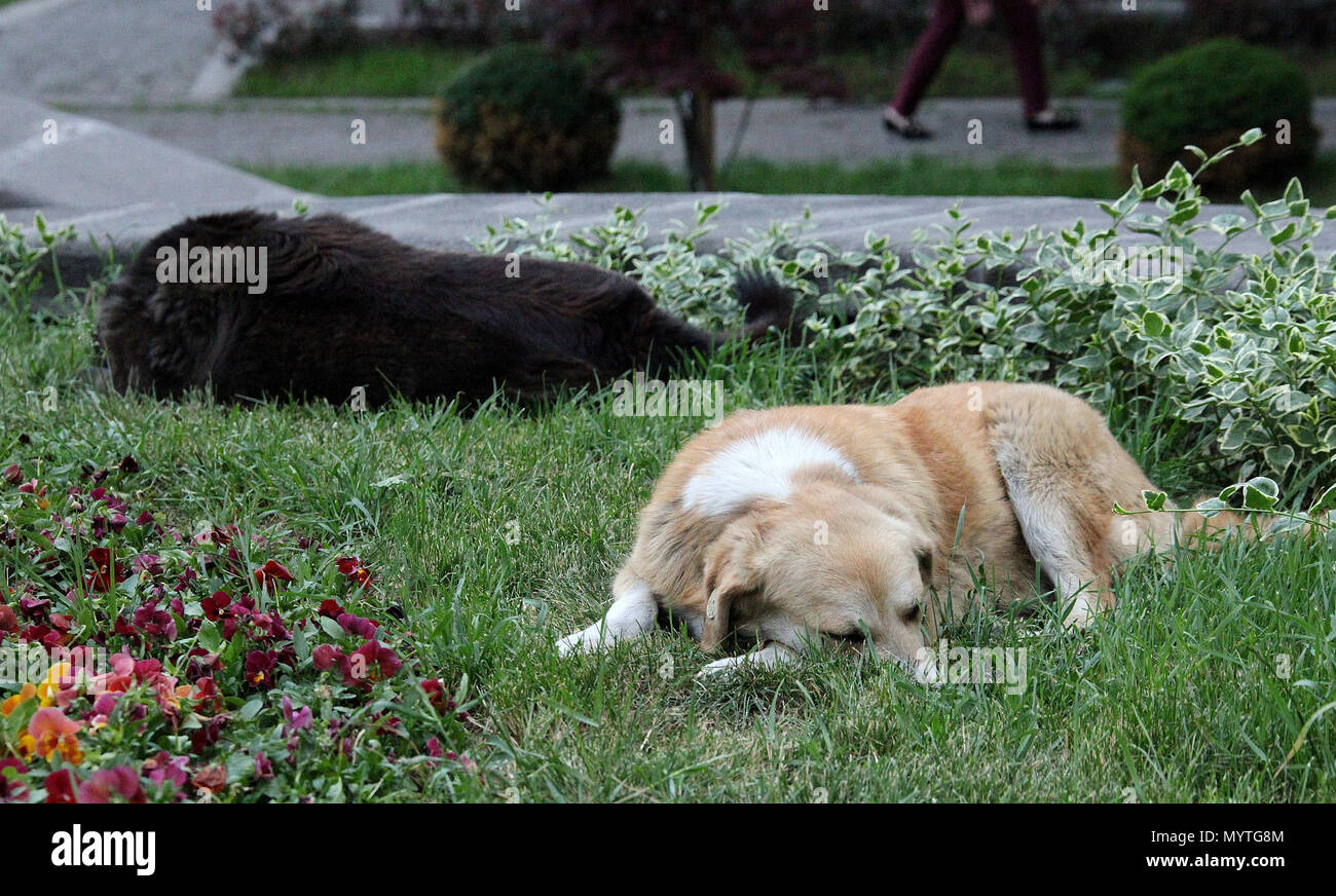 Street dogs in Tbilisi sleeping in a park Stock Photo - Alamy