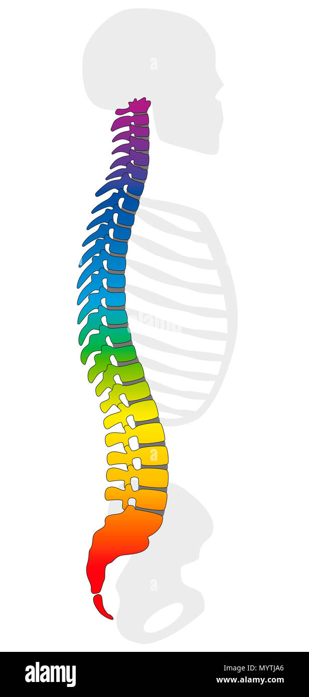 Vertebral Column Cut Out Stock Images & Pictures - Alamy