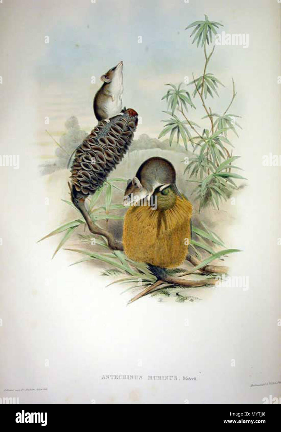 . Sminthopsis murina - formerly known as Antechinus murina. John Gould ...