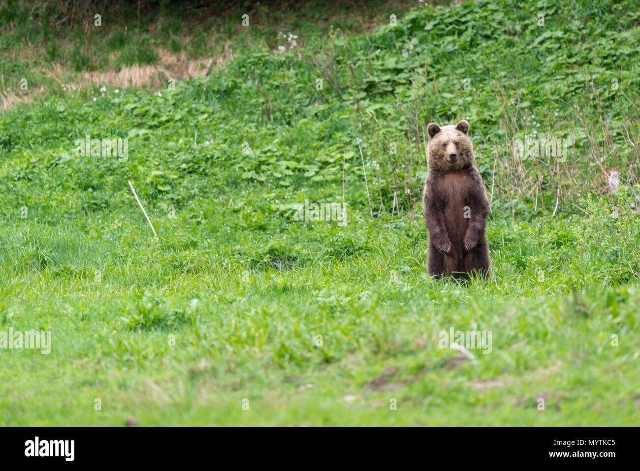 Brown bear standing up hi-res stock photography and images - Alamy