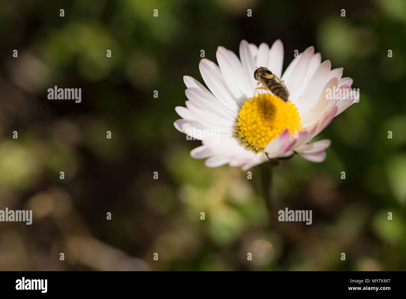 A bee approaches a field daisy for pollination Stock Photo - Alamy