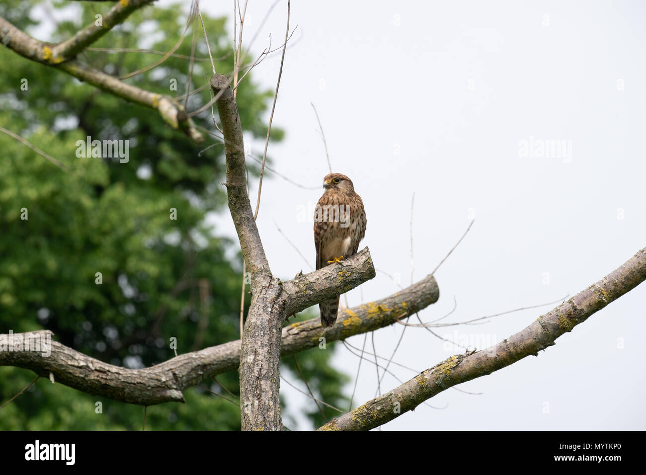 female kestrel perched in a tree Stock Photo - Alamy