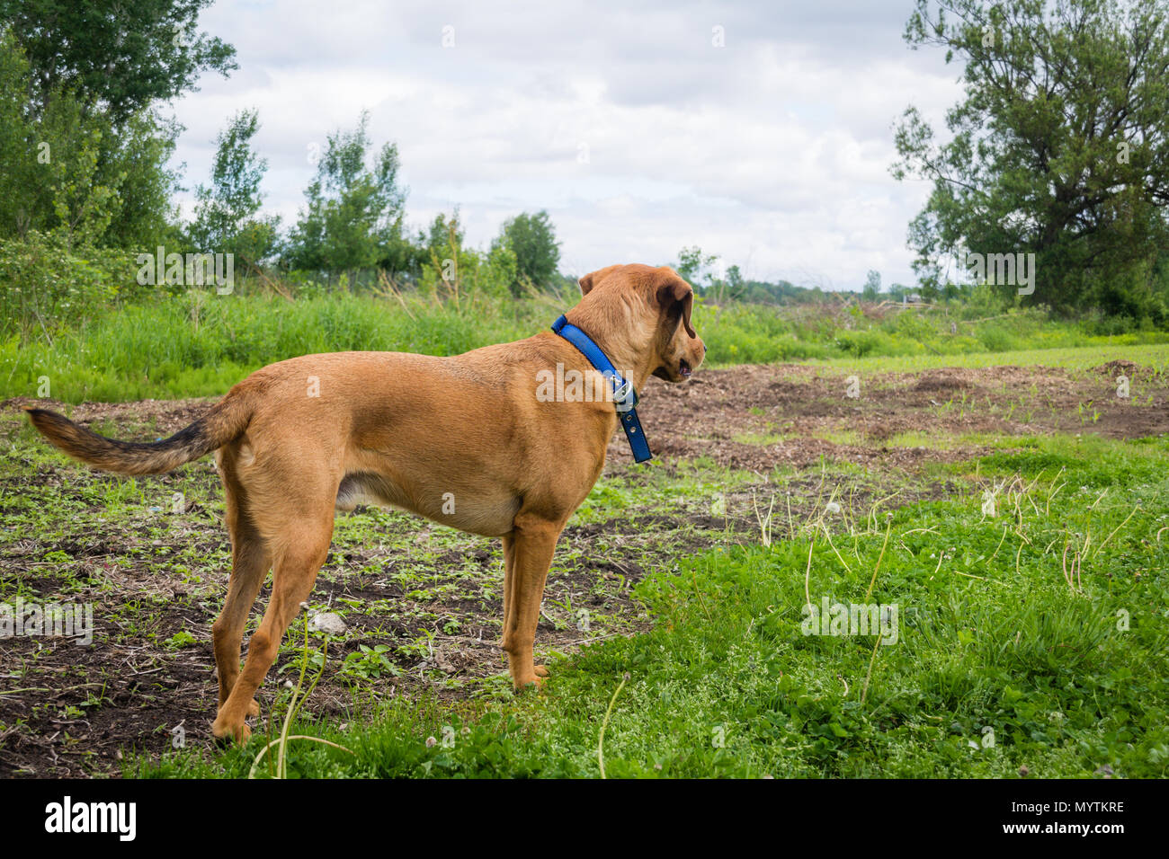 Golden brack hi-res stock photography and images - Alamy