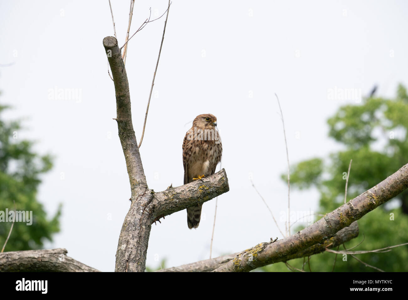 female kestrel perched in a tree Stock Photo - Alamy